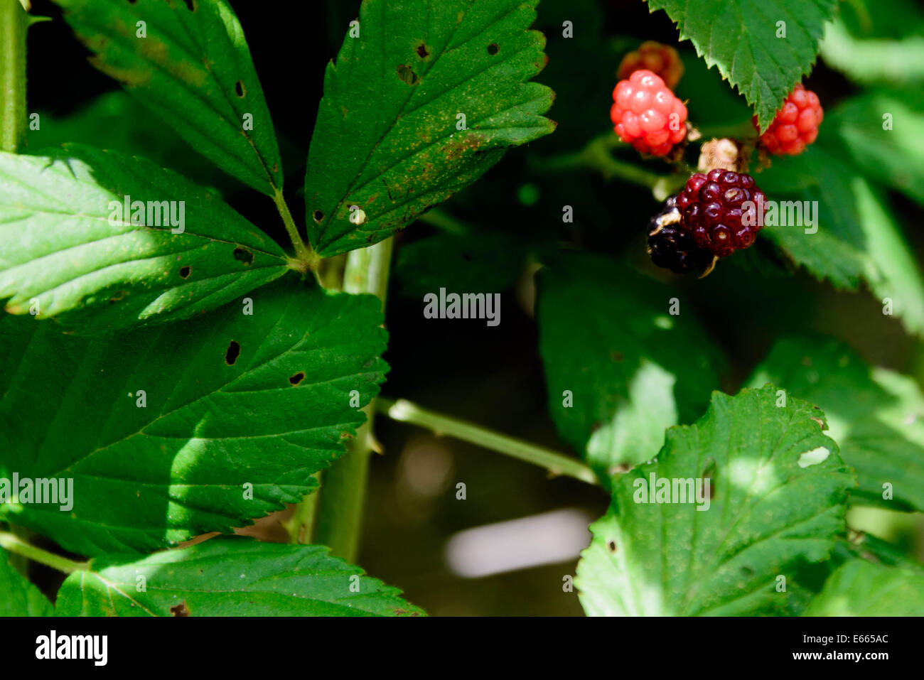 Blackberry on the vine High Resolution Stock Photography and Images - Alamy