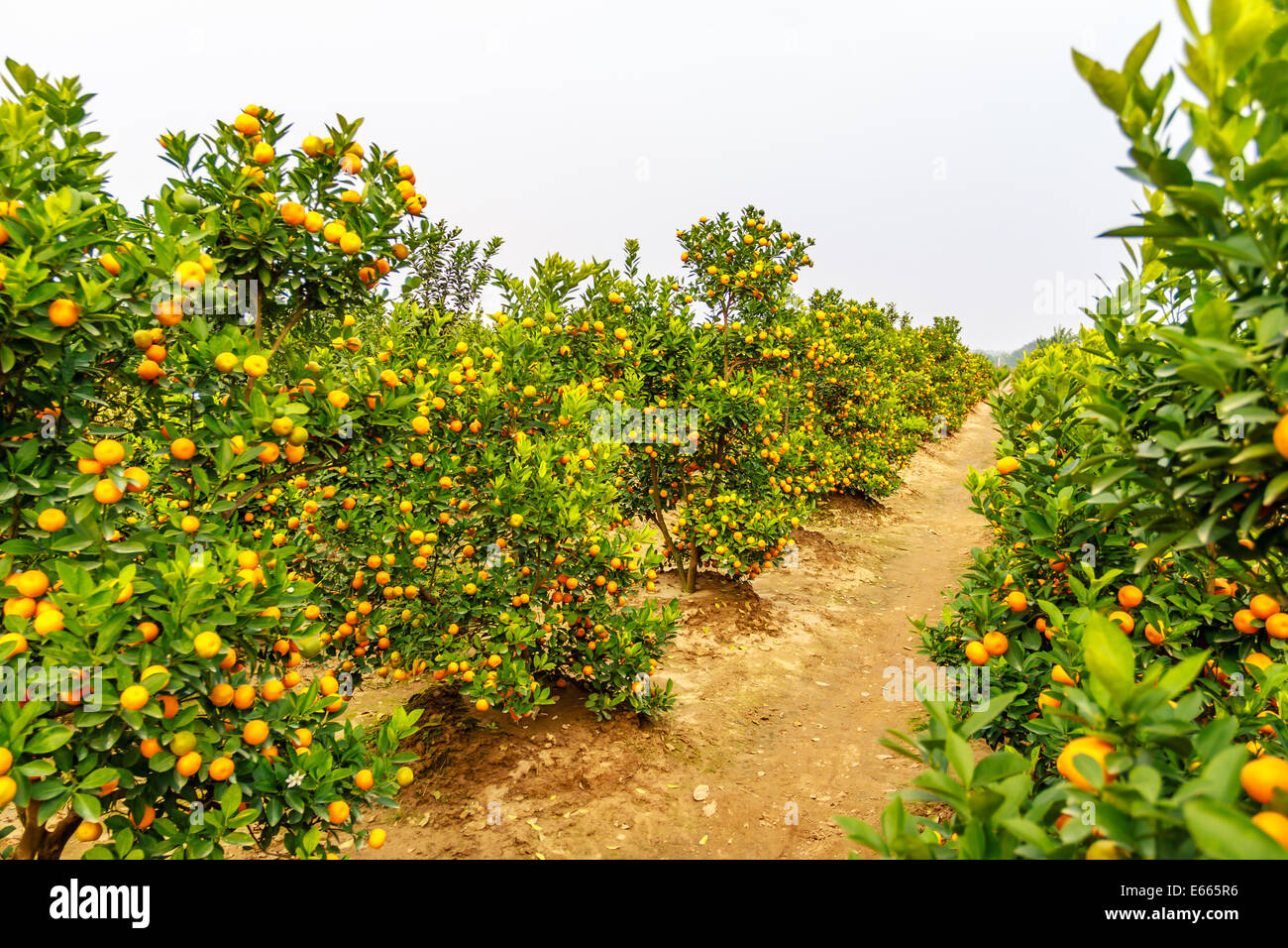 The growing Tangerines at Hanoi, Vietnam (Tet holiday Stock Photo - Alamy