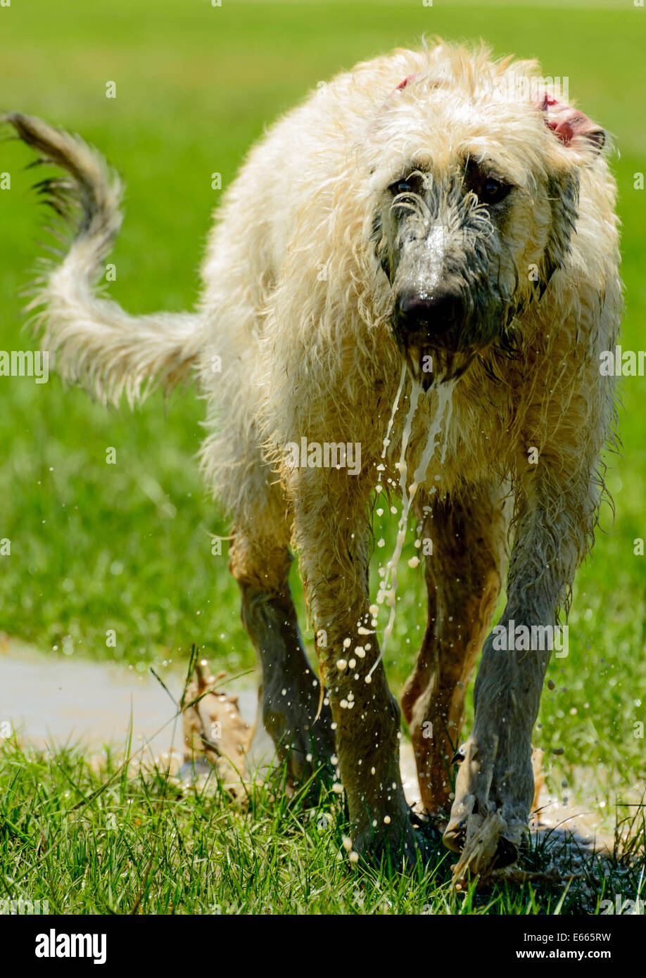 irish wolfhound playing in a mud puddle in a park Stock Photo - Alamy
