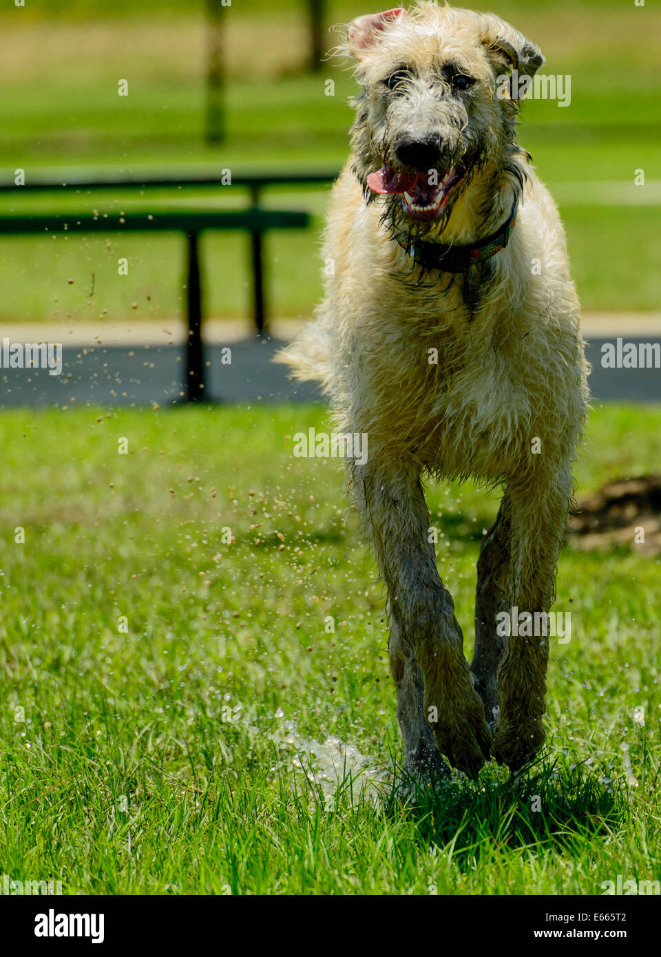 irish wolfhound playing in a wet grassy park Stock Photo - Alamy