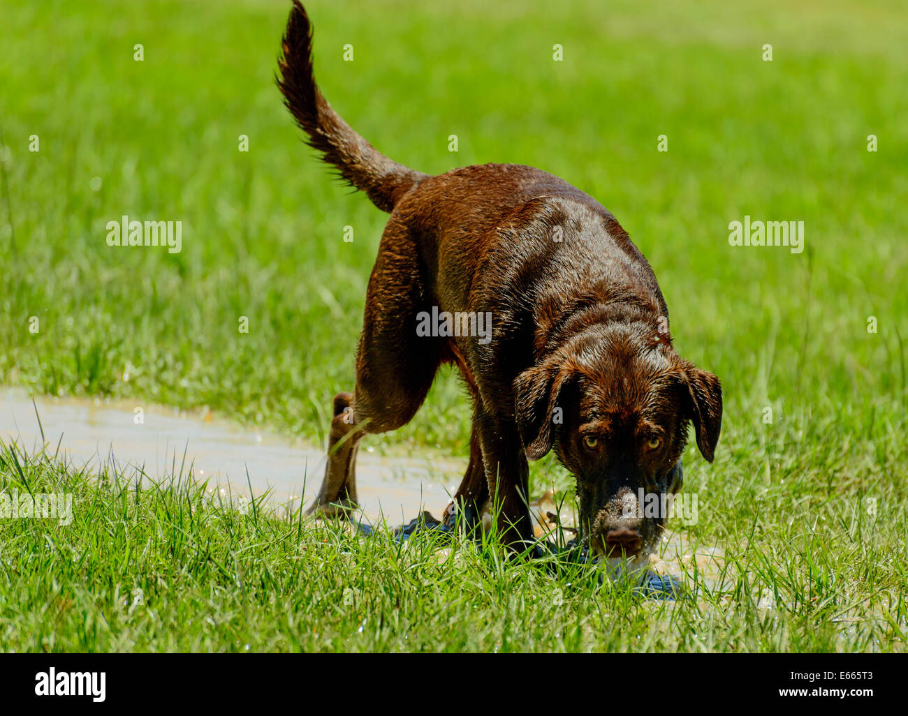 chocolate labrador retriever playing in a mud puddle in a park Stock ...
