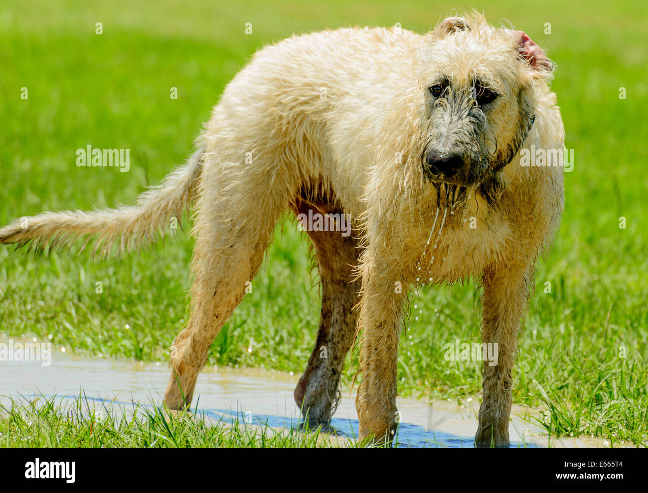 Playing in the mud hi-res stock photography and images - Alamy