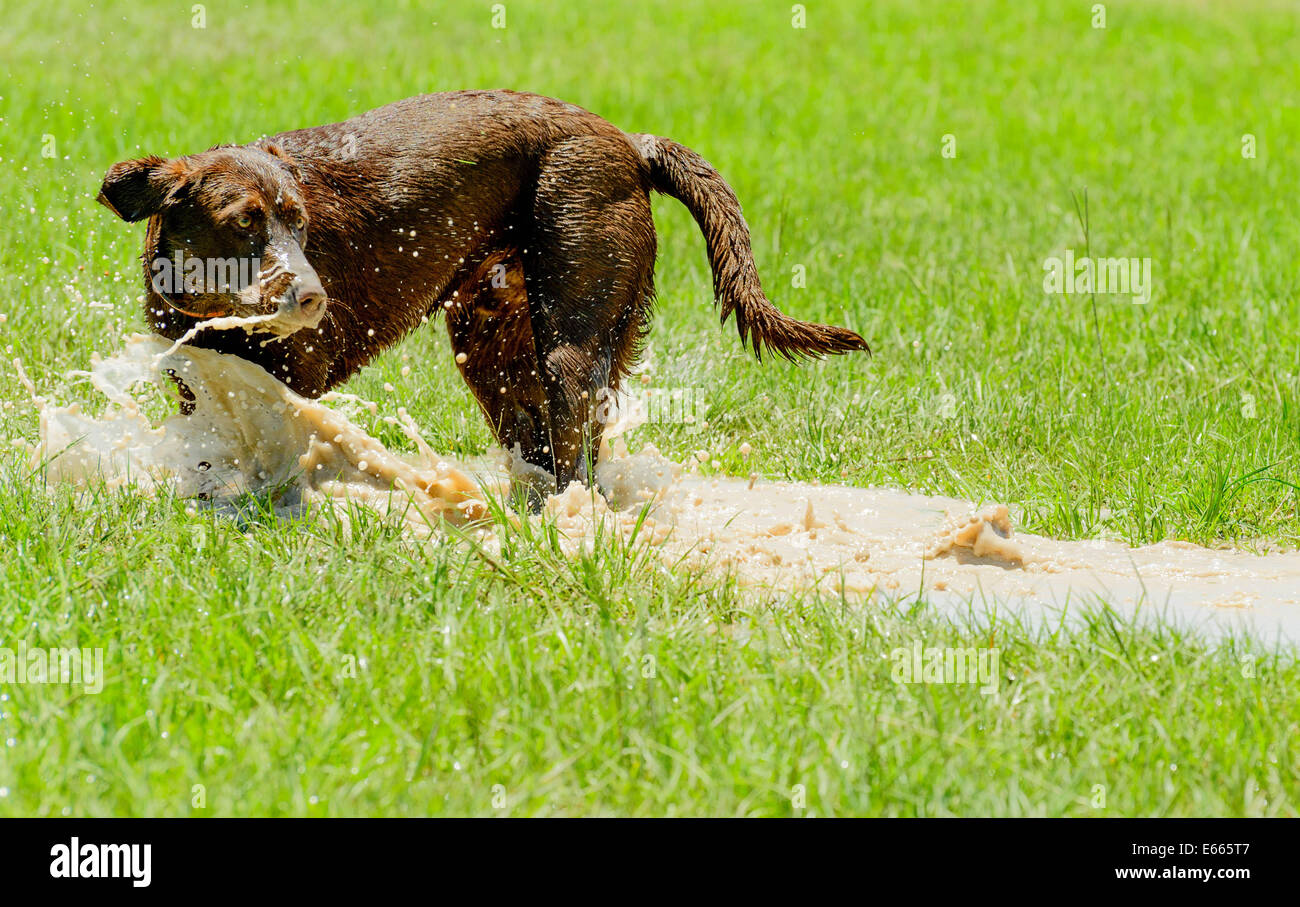 chocolate labrador retriever playing in a mud puddle in a park Stock ...