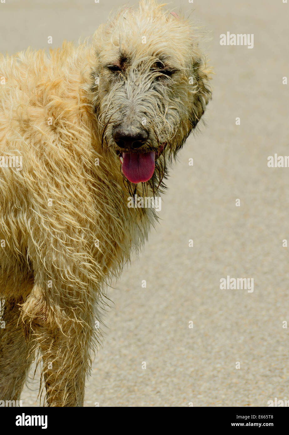irish wolfhound playing in a park Stock Photo - Alamy