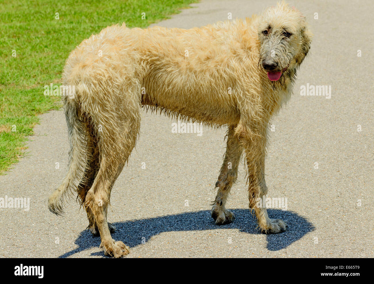 irish wolfhound playing in a park Stock Photo - Alamy