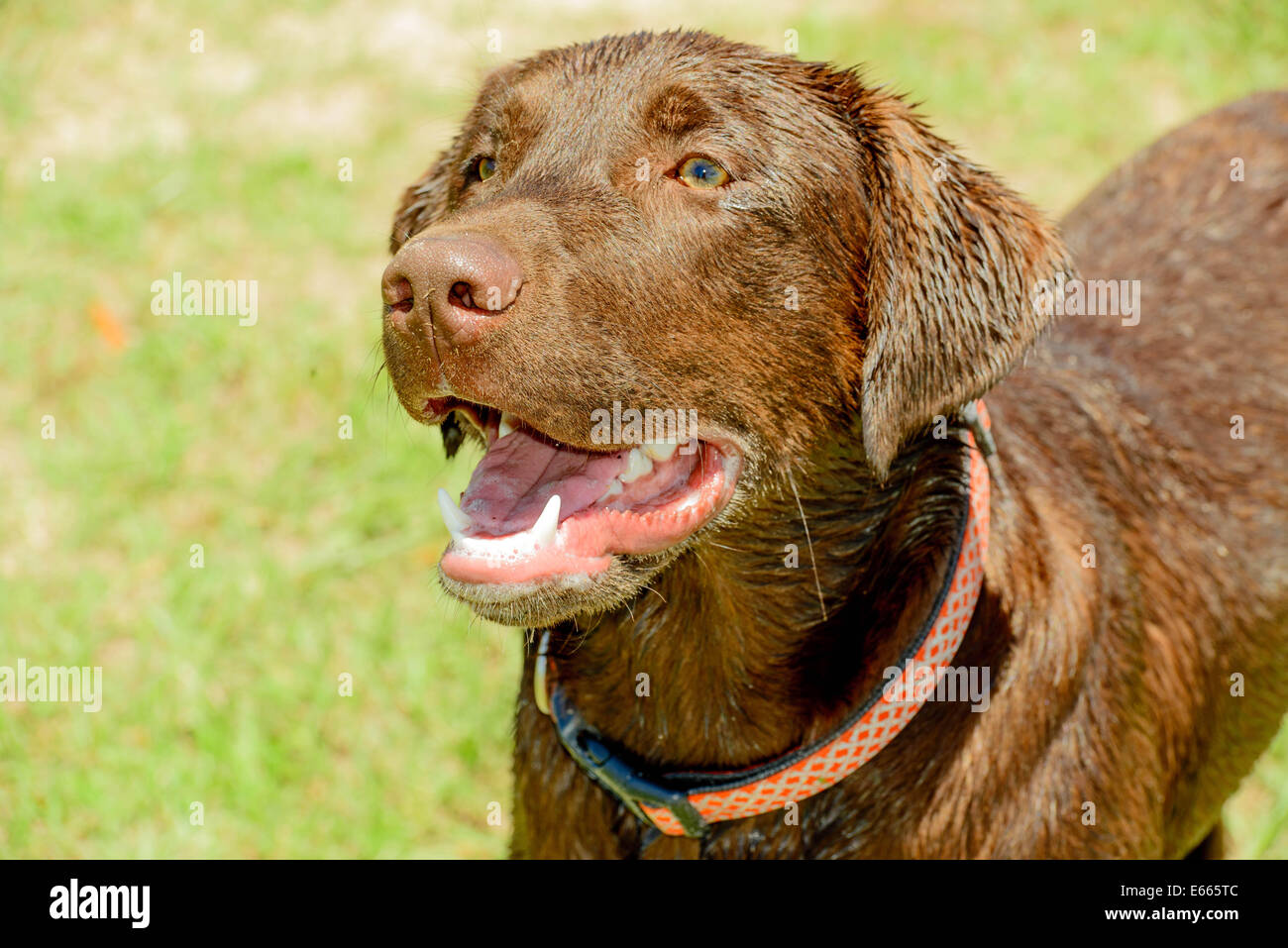 chocolate labrador retriever playing in a park Stock Photo - Alamy