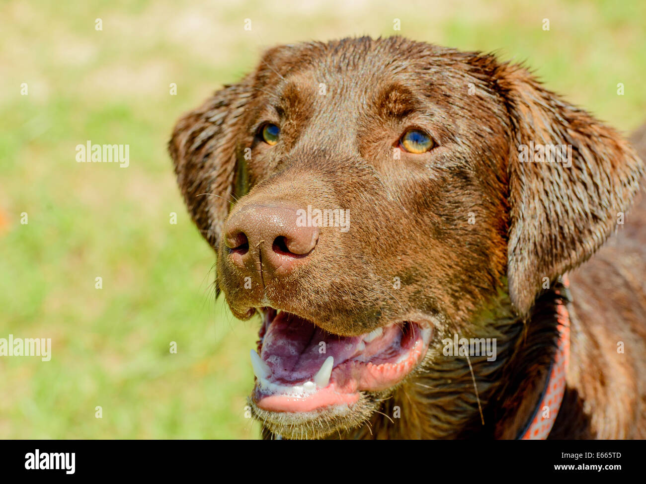 Golden Retriever Mixed With Chocolate Lab