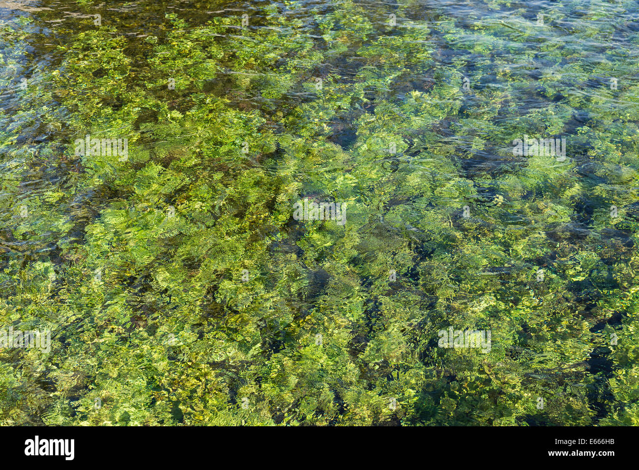 Giant Springs State Park, Great Falls, Montana, USA Stock Photo - Alamy