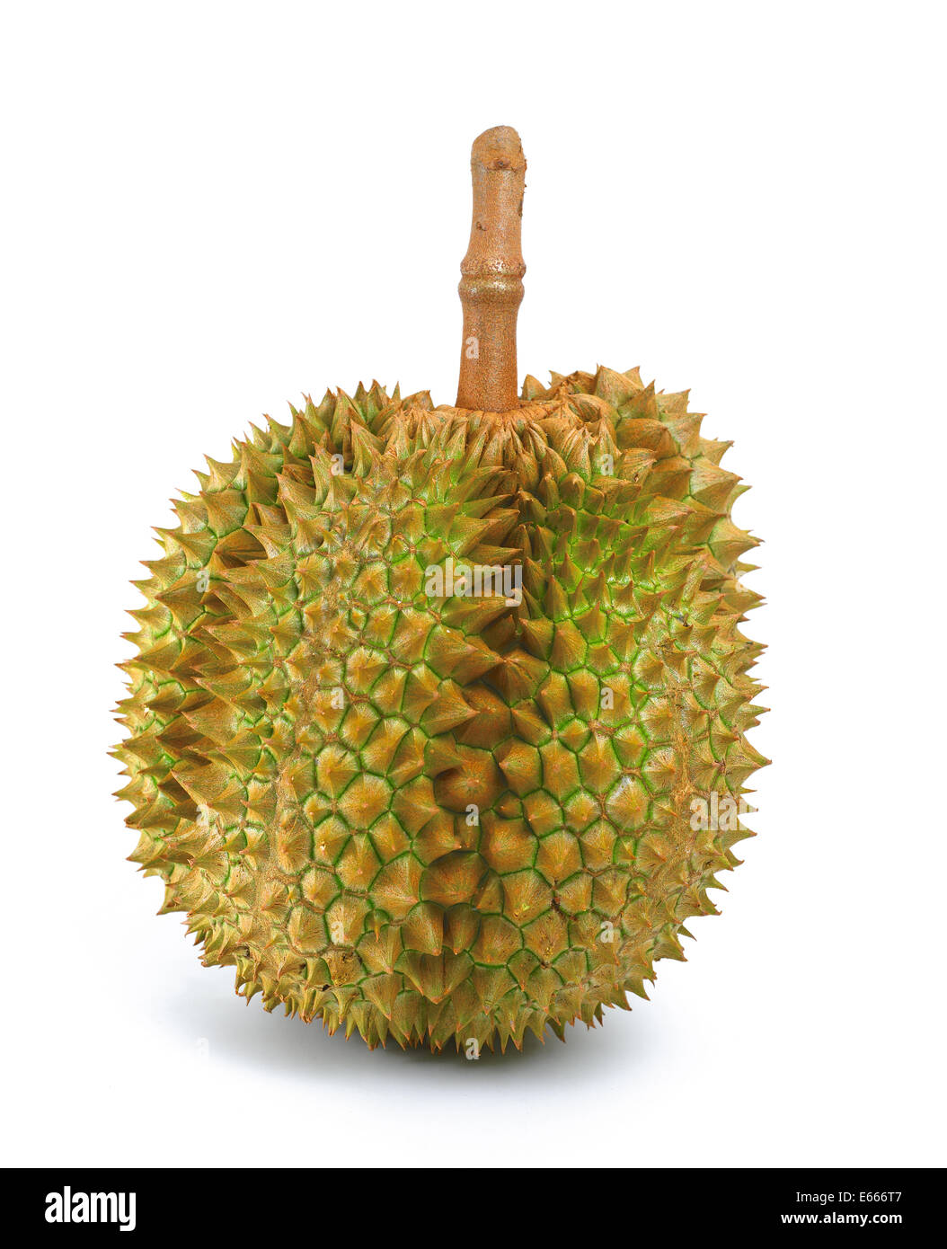 Durian fruit isolated on white Stock Photo - Alamy