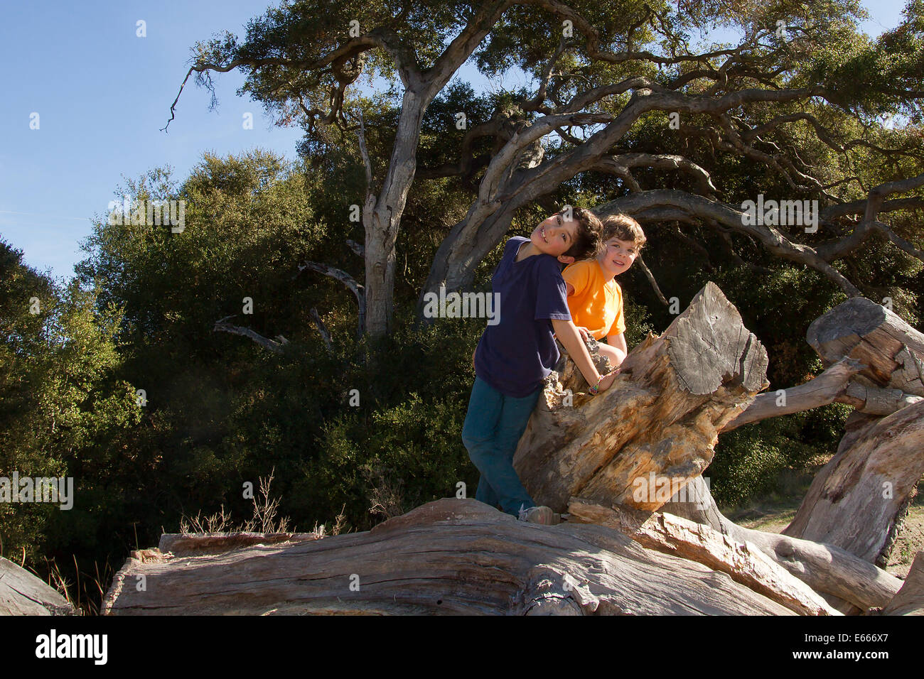 Two boys playing in a nature park. They are on a fallen tree Stock ...