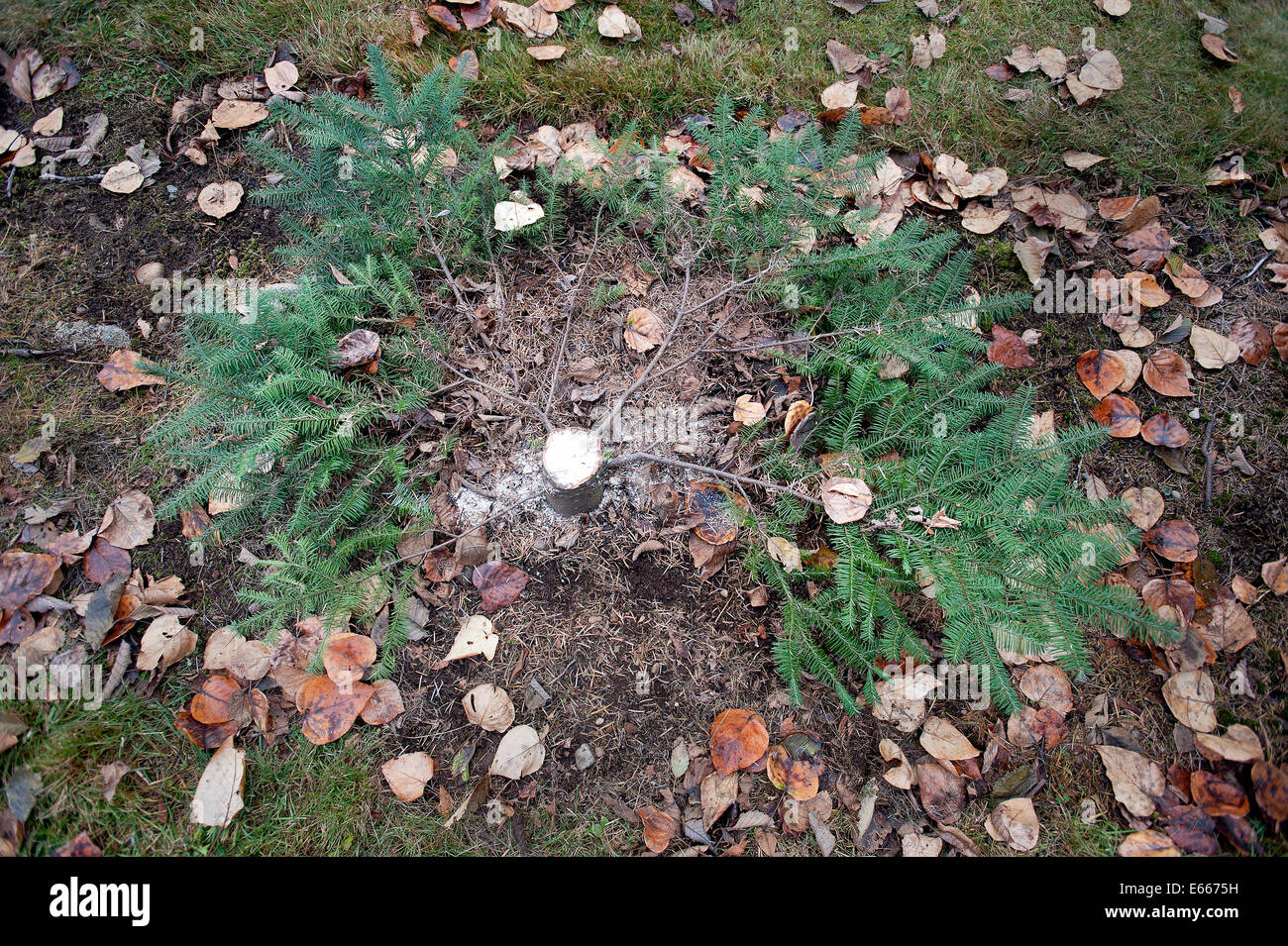Bottom of newly cut Christmas tree Stock Photo - Alamy