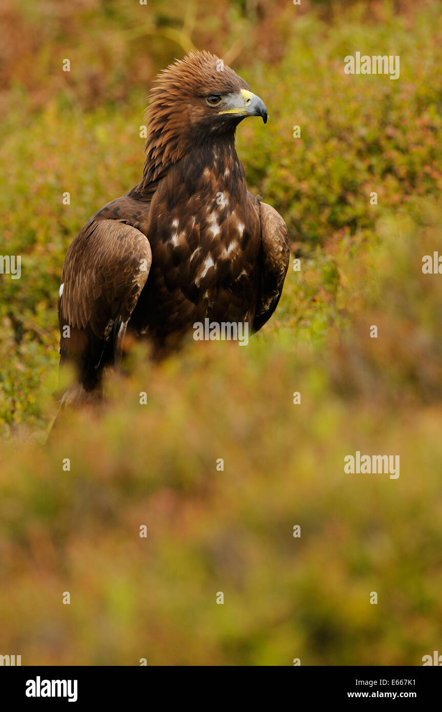 Golden eagle in middle autumn hi-res stock photography and images - Alamy