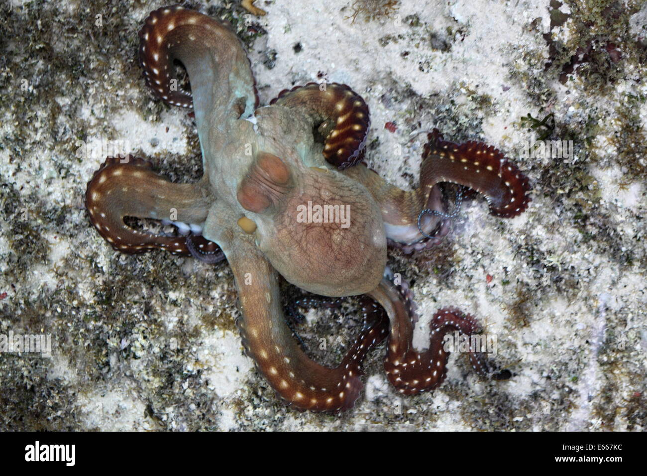 Octopus in the sea hi-res stock photography and images - Alamy