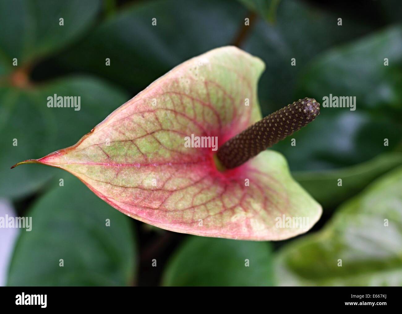 Anthurium plant hi-res stock photography and images - Alamy