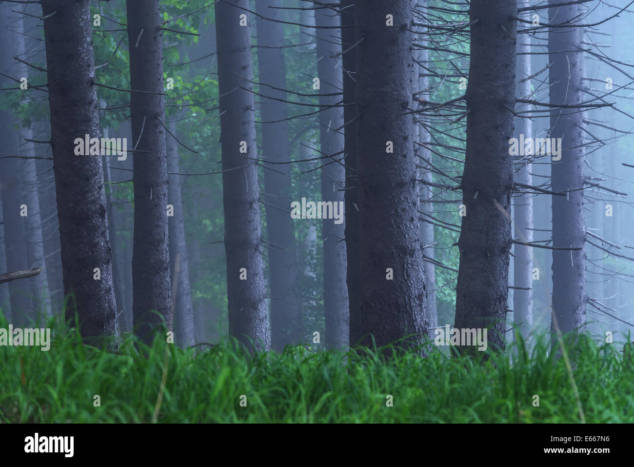 fairy tale fir tree forest Stock Photo - Alamy