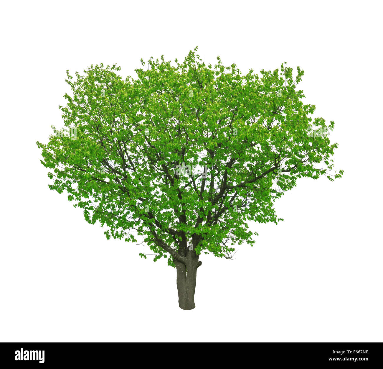 green tree isolated on white Stock Photo - Alamy