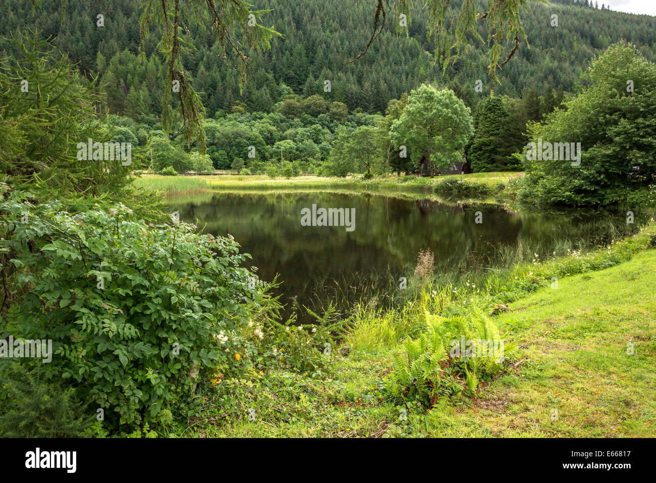 Pond monster hi-res stock photography and images - Alamy