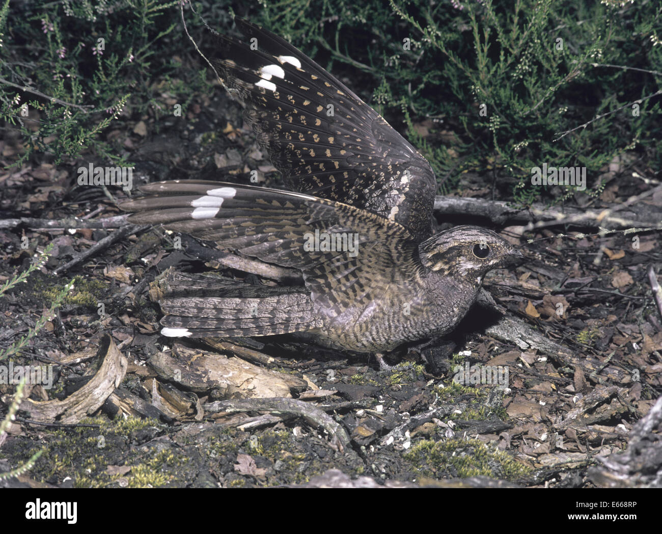 Nightjar - Caprimulgus europaeus - male Stock Photo - Alamy