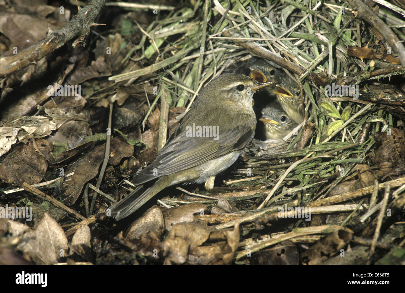 Chiffchaff Nest High Resolution Stock Photography and Images - Alamy
