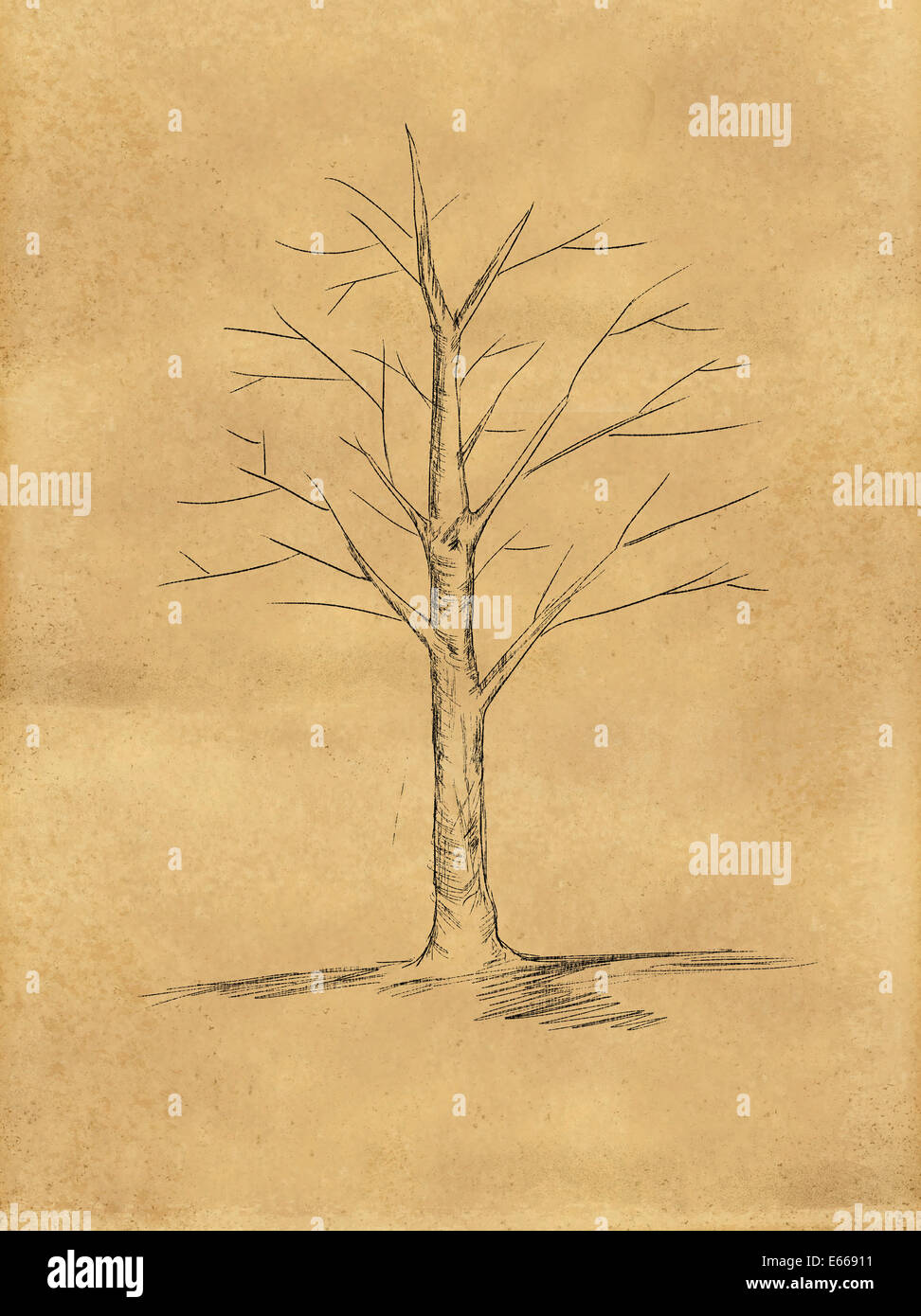 Tree Sketch without leaves on paper Stock Photo - Alamy
