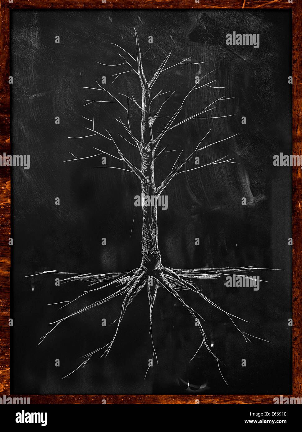 Tree Sketch no leaves root on blackboard Stock Photo - Alamy