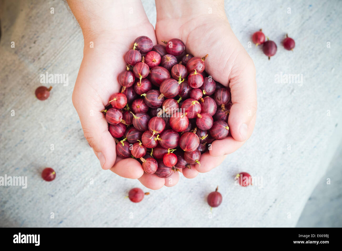 A freshly fruits of gooseberries in the hands of a man Stock Photo - Alamy