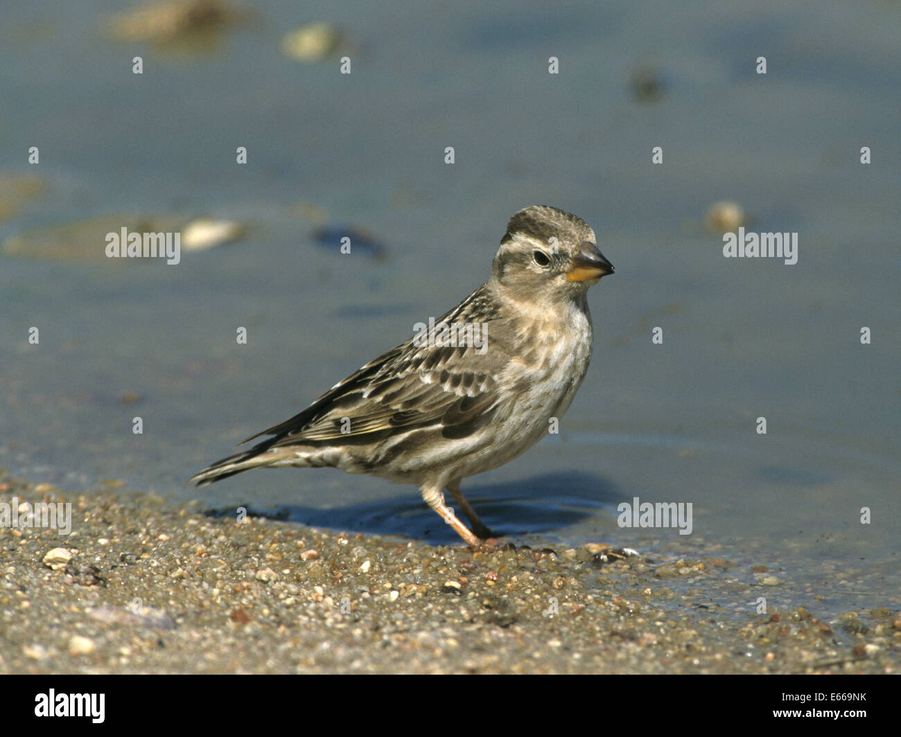 Petronia hi-res stock photography and images - Alamy