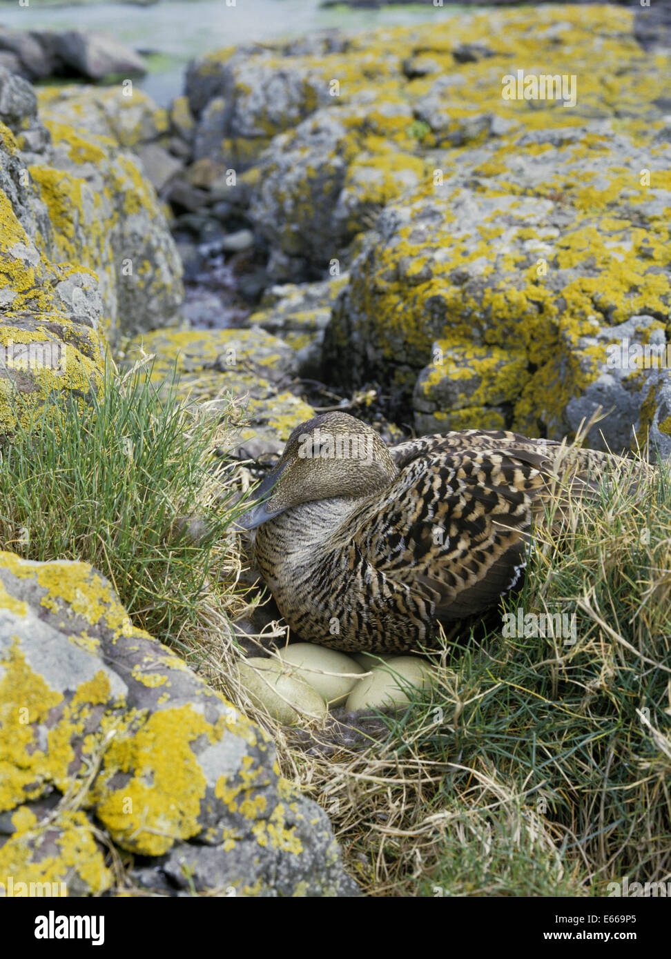 Eider Nest Stock Photos & Eider Nest Stock Images - Alamy