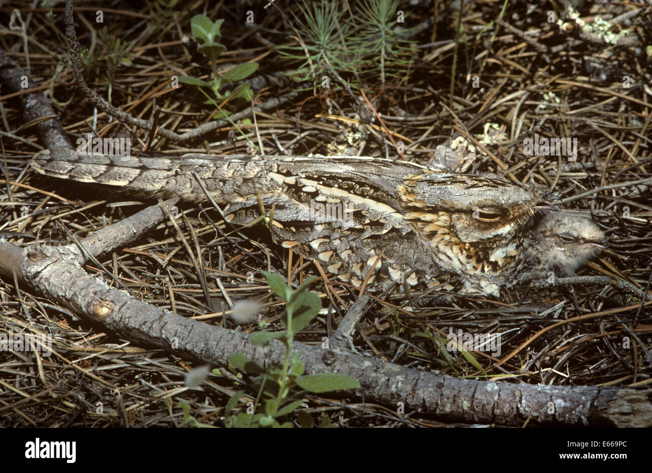 Red necked nightjar caprimulgus ruficollis hi-res stock photography and ...