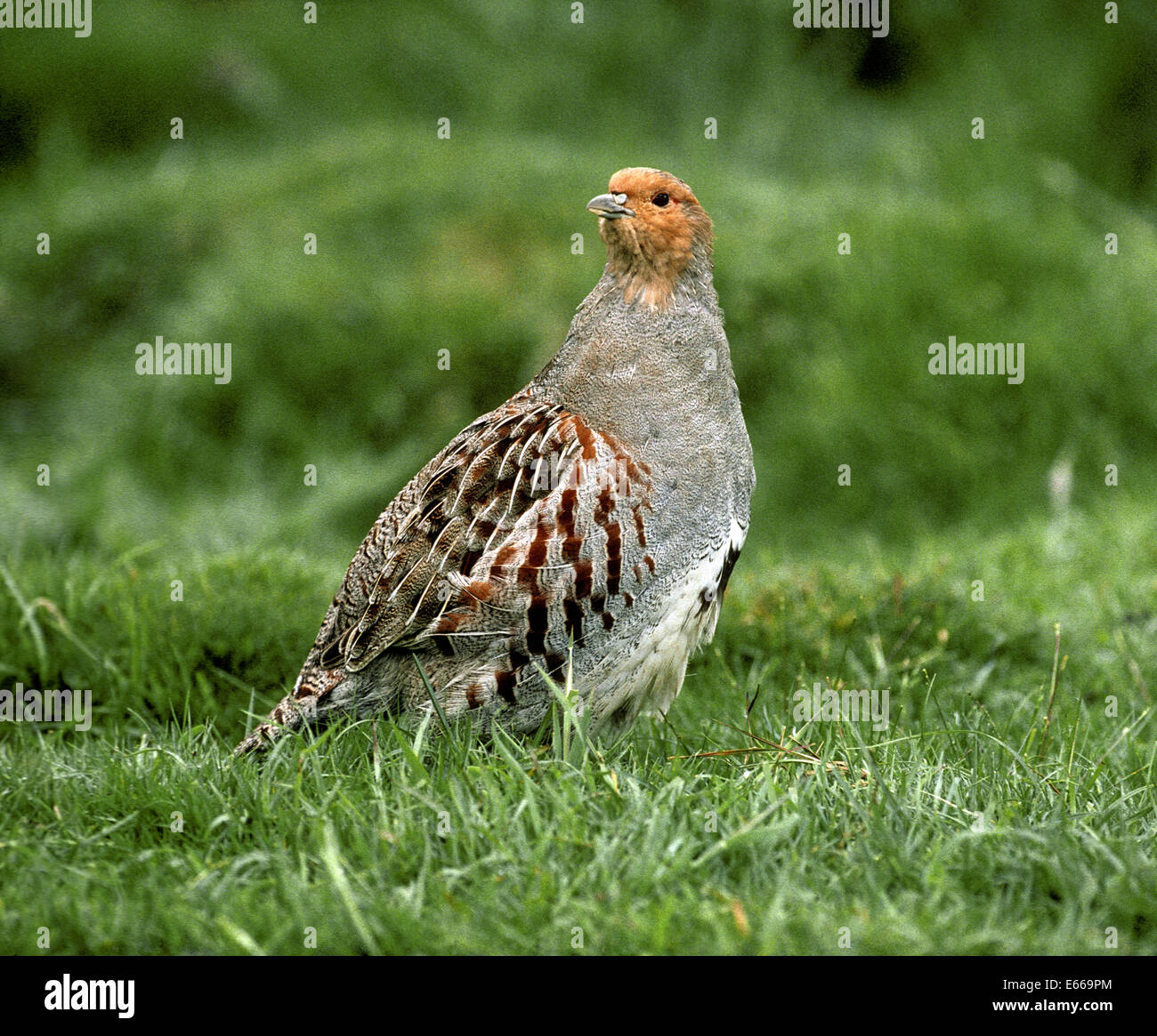 Grey Partridge - Perdix perdix -male Stock Photo - Alamy