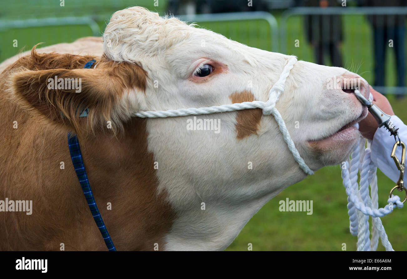 Hereford bull head hi-res stock photography and images - Alamy