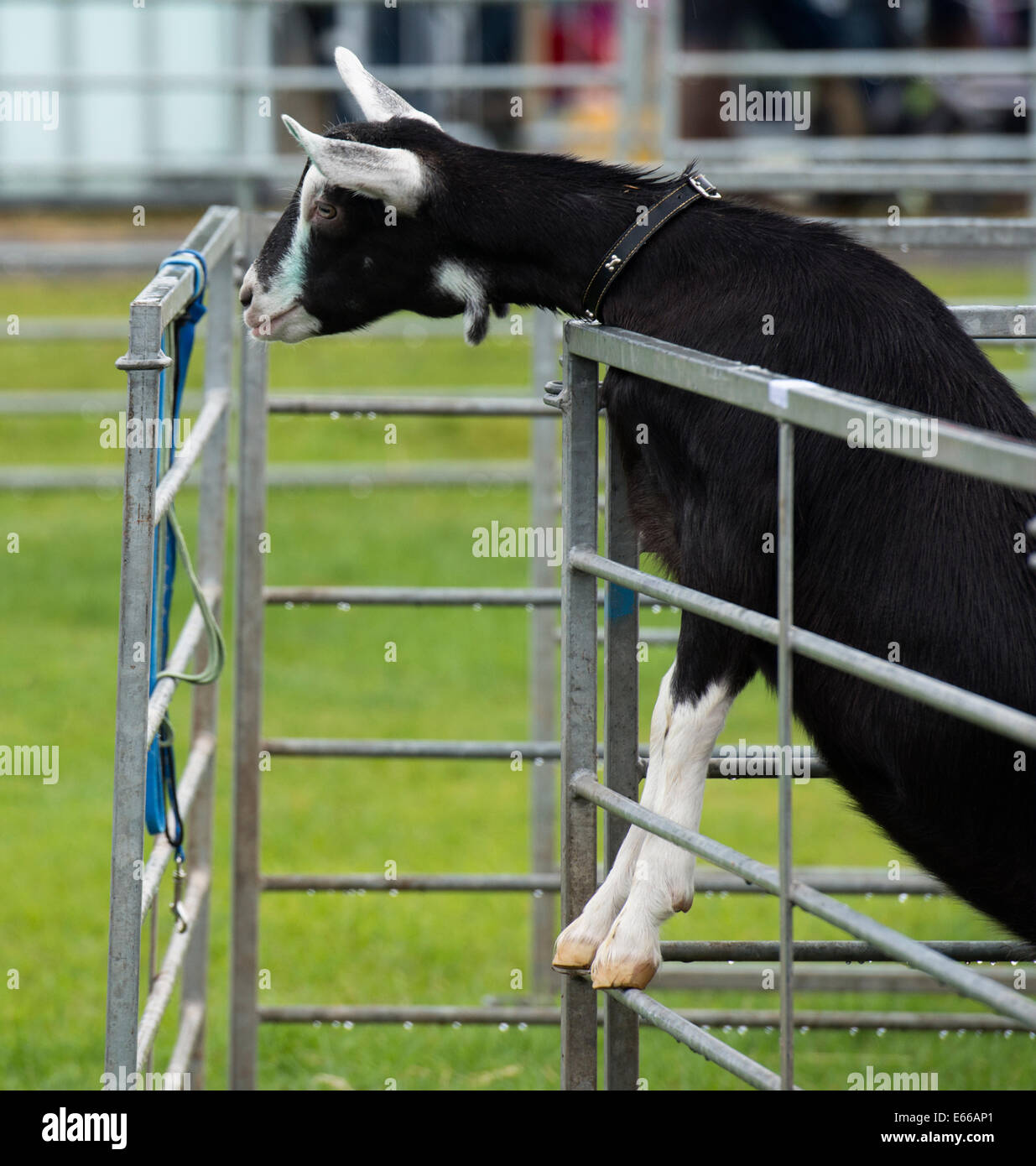Goat at Country Show Stock Photo - Alamy