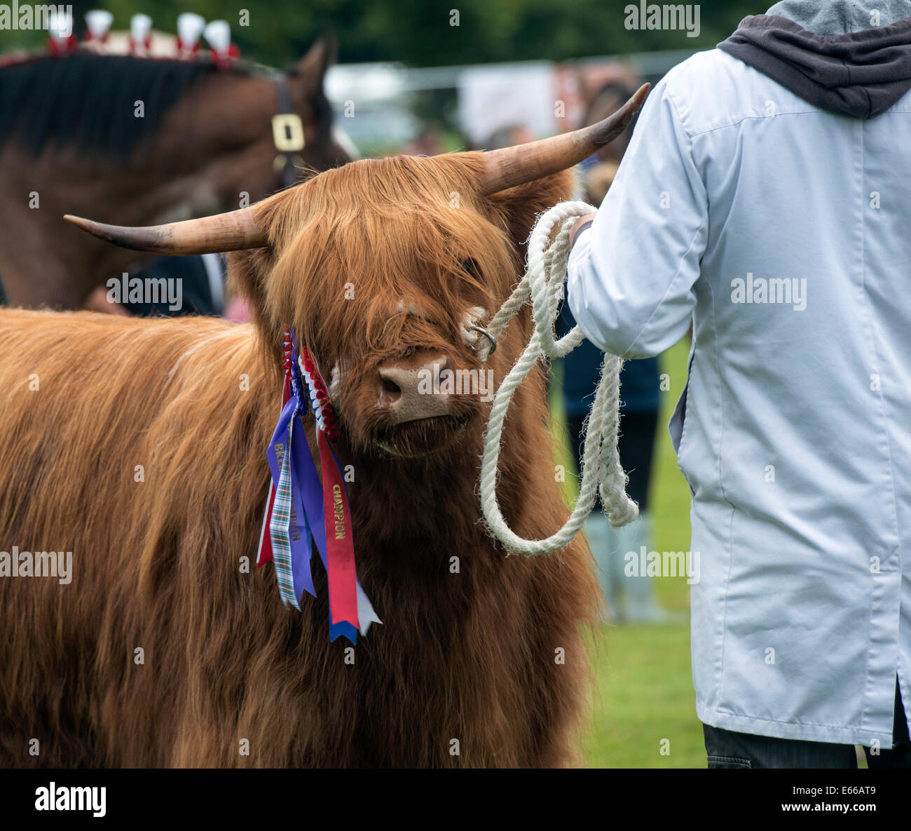 Champion cow hi-res stock photography and images - Alamy