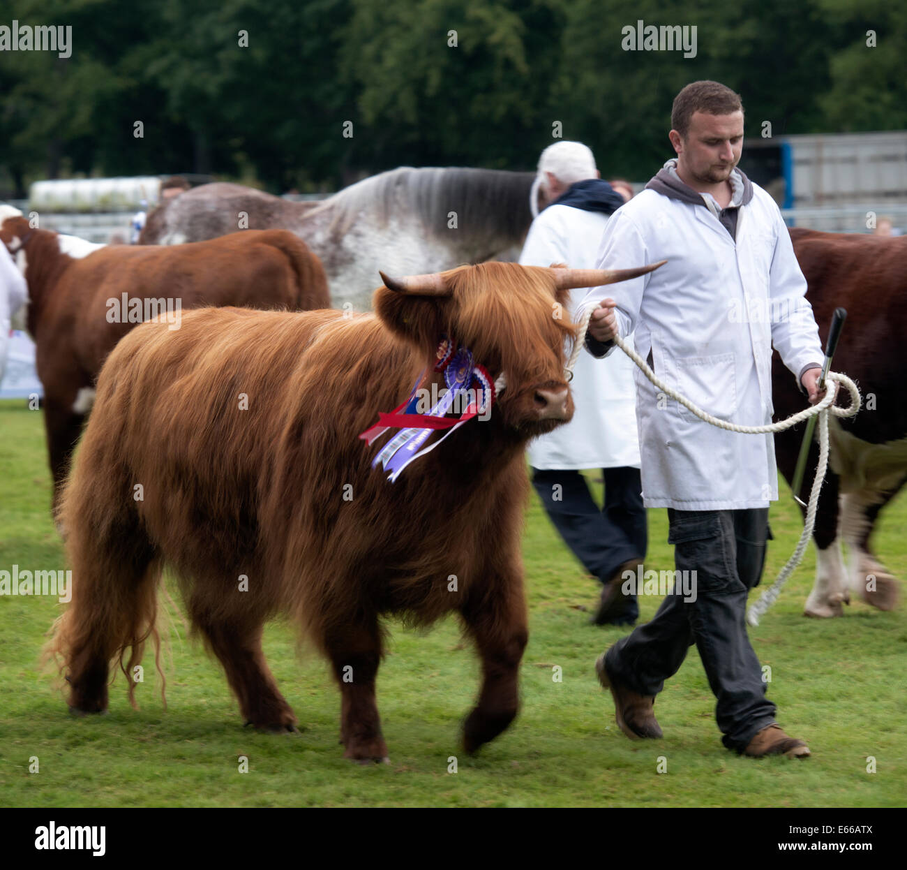 Man with cow hi-res stock photography and images - Alamy