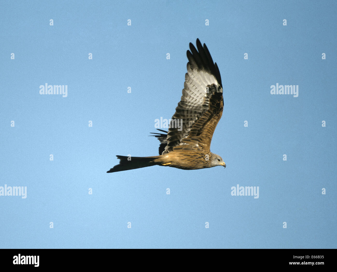 Red Kite - Milvus milvus Stock Photo - Alamy