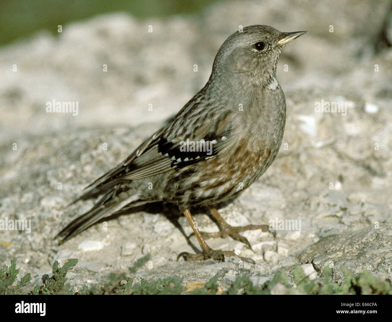 Alpine Accentor - Prunella collaris Stock Photo - Alamy
