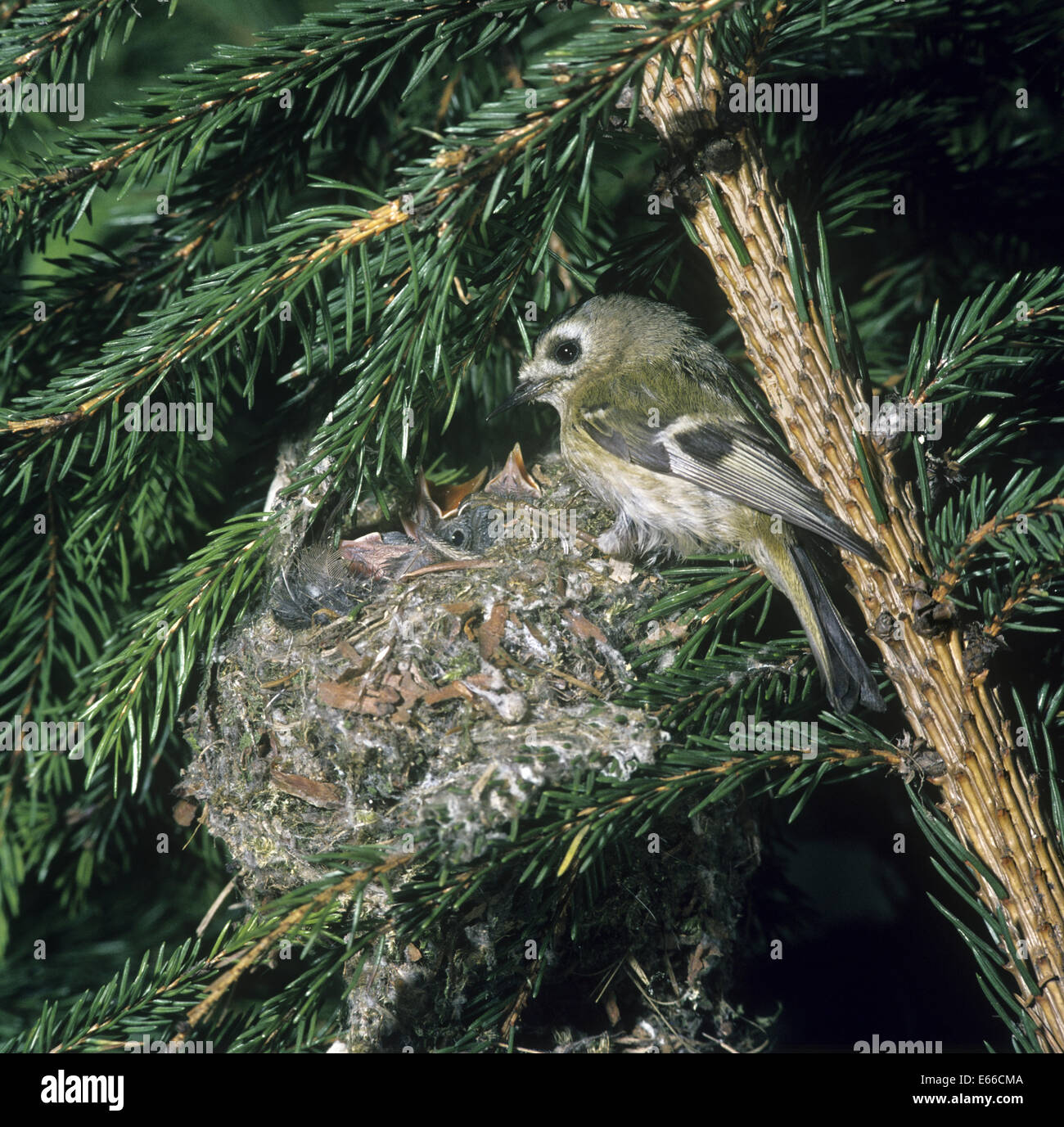 Goldcrest nest hi-res stock photography and images - Alamy