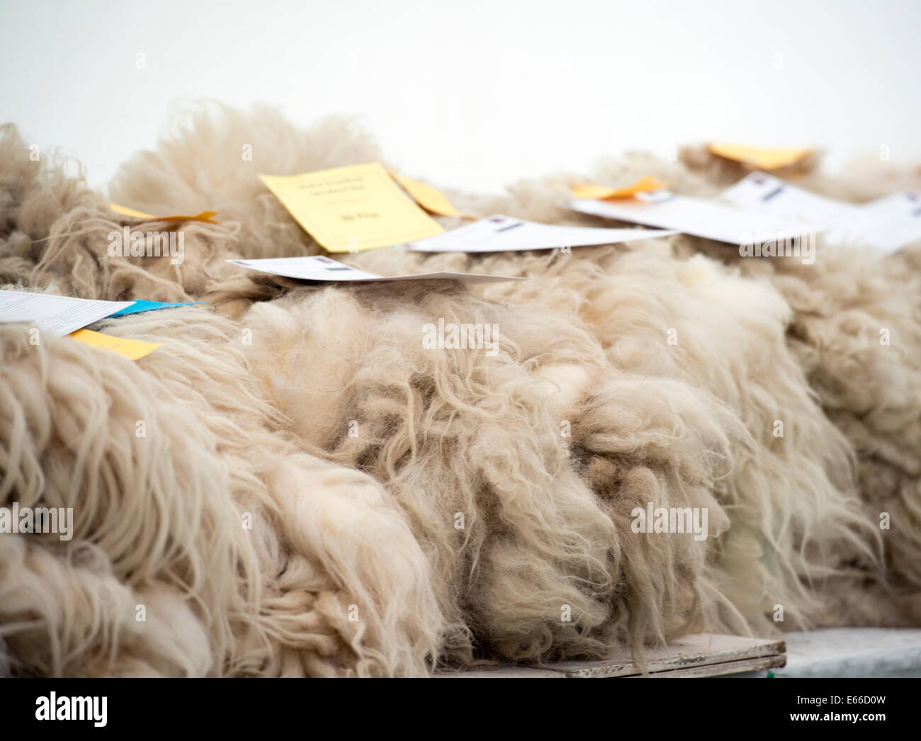 Fleeces from Scottish Sheep on display at the 2014 Aberfeldy Show ...