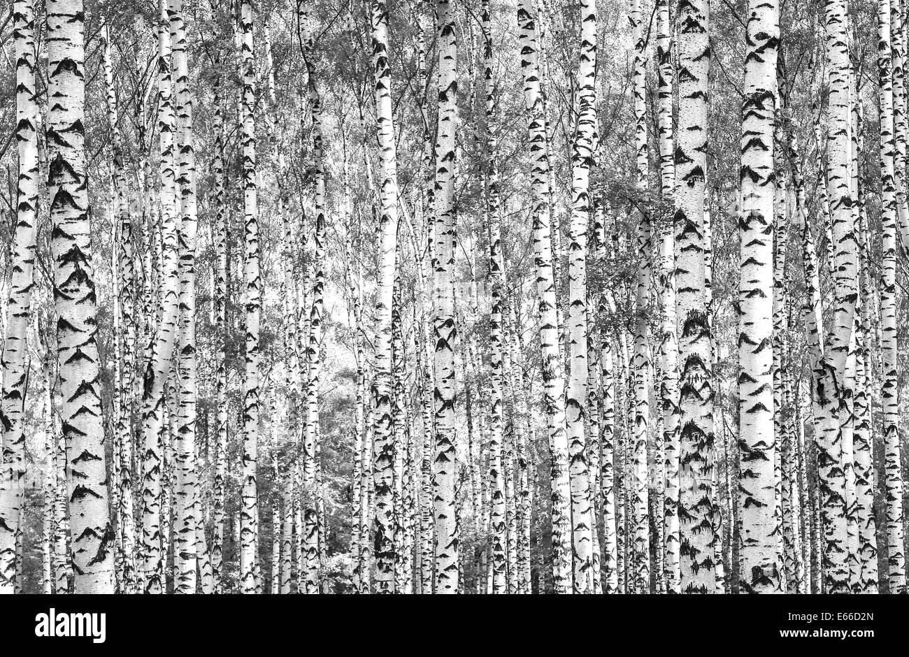 Black trunks hi-res stock photography and images - Alamy