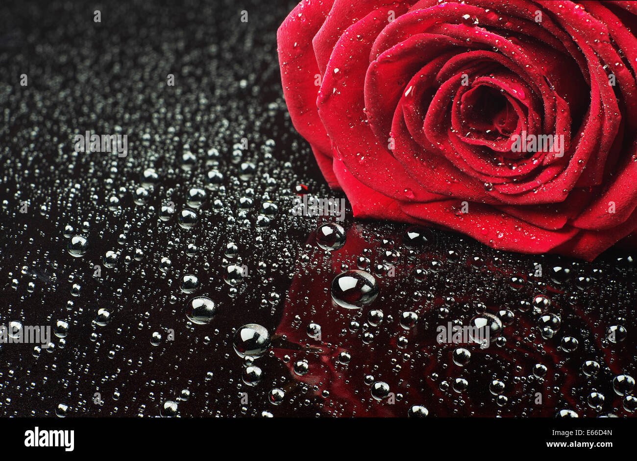 Red rose with water drops closeup Stock Photo - Alamy