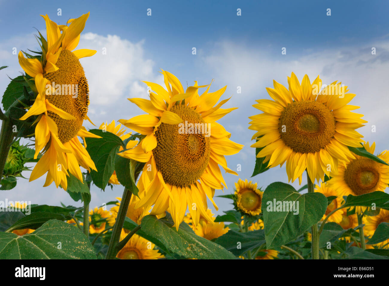 Sunflowers under the blue sky. Beautiful rural scene Stock Photo - Alamy