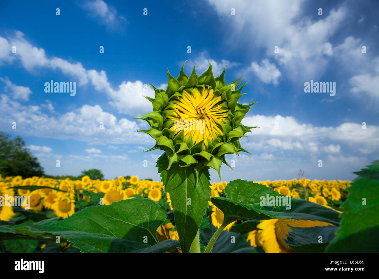 young sunflower close up under the cloudy blue sky Stock Photo - Alamy