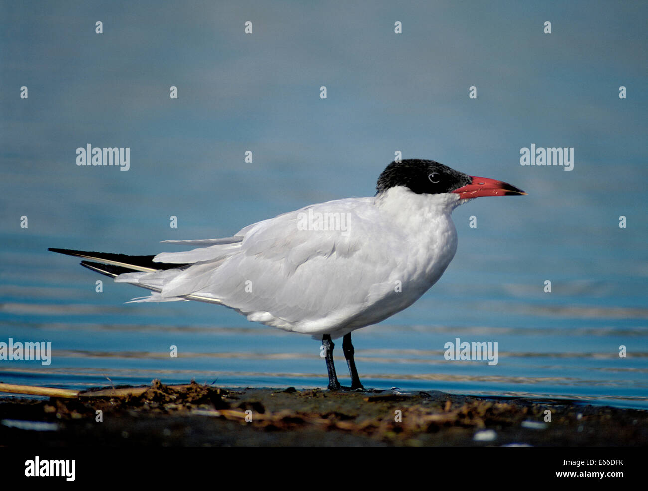 Caspian terns hi-res stock photography and images - Alamy