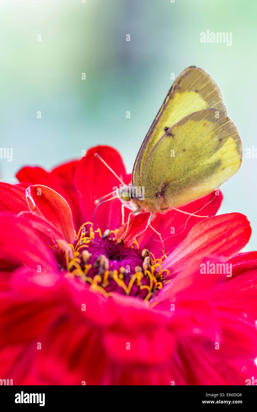 Little butterfly hi-res stock photography and images - Alamy
