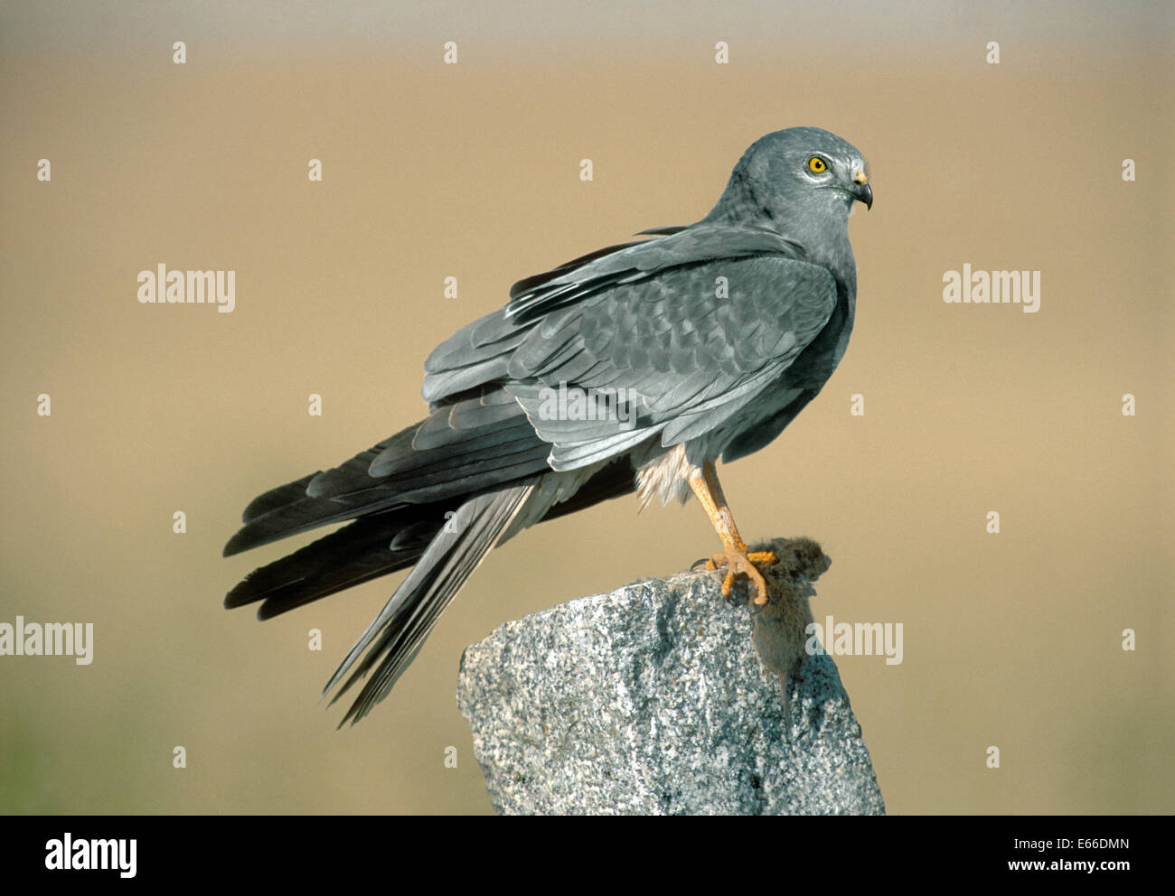 Montagu's Harrier - Circus pygargus - male Stock Photo - Alamy