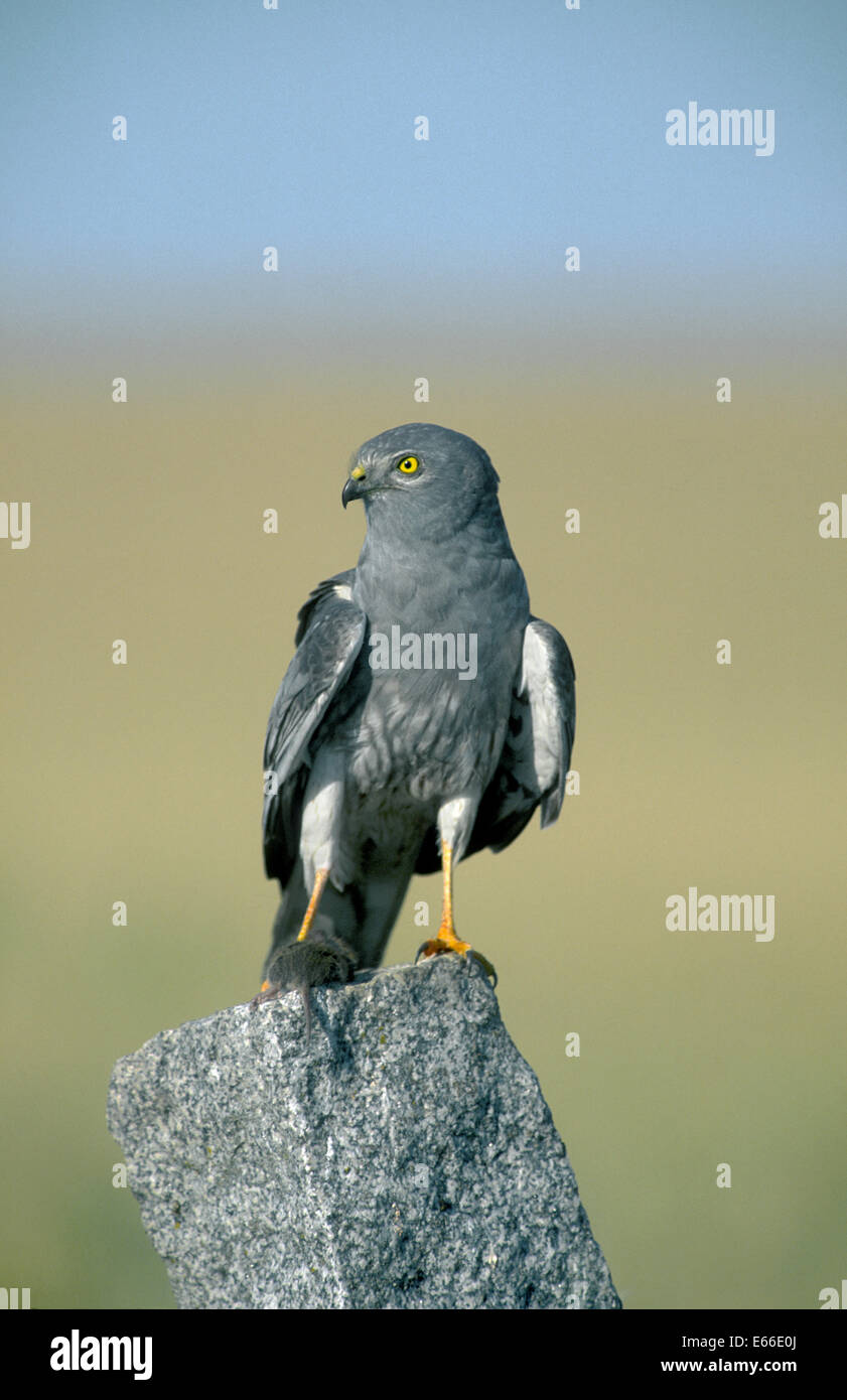 Montagu's Harrier - Circus pygargus - male Stock Photo - Alamy