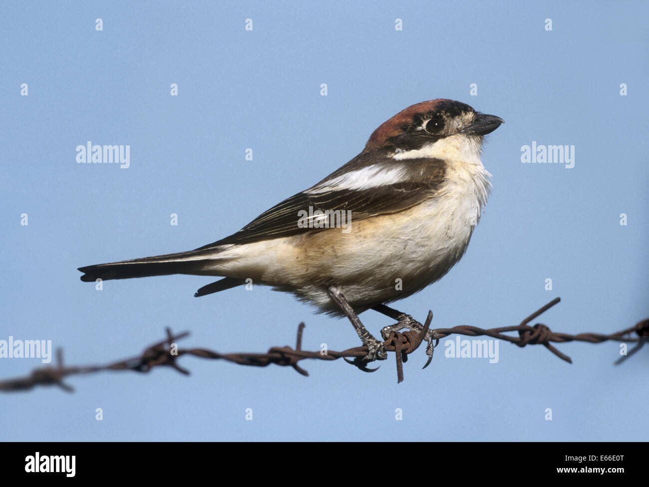 Woodchat Shrike - Lanius senator Stock Photo - Alamy