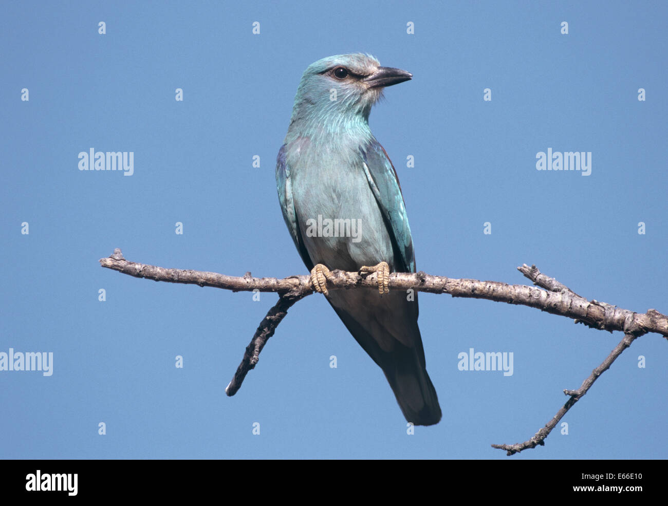 The Roller - Coracias garrulus Stock Photo - Alamy