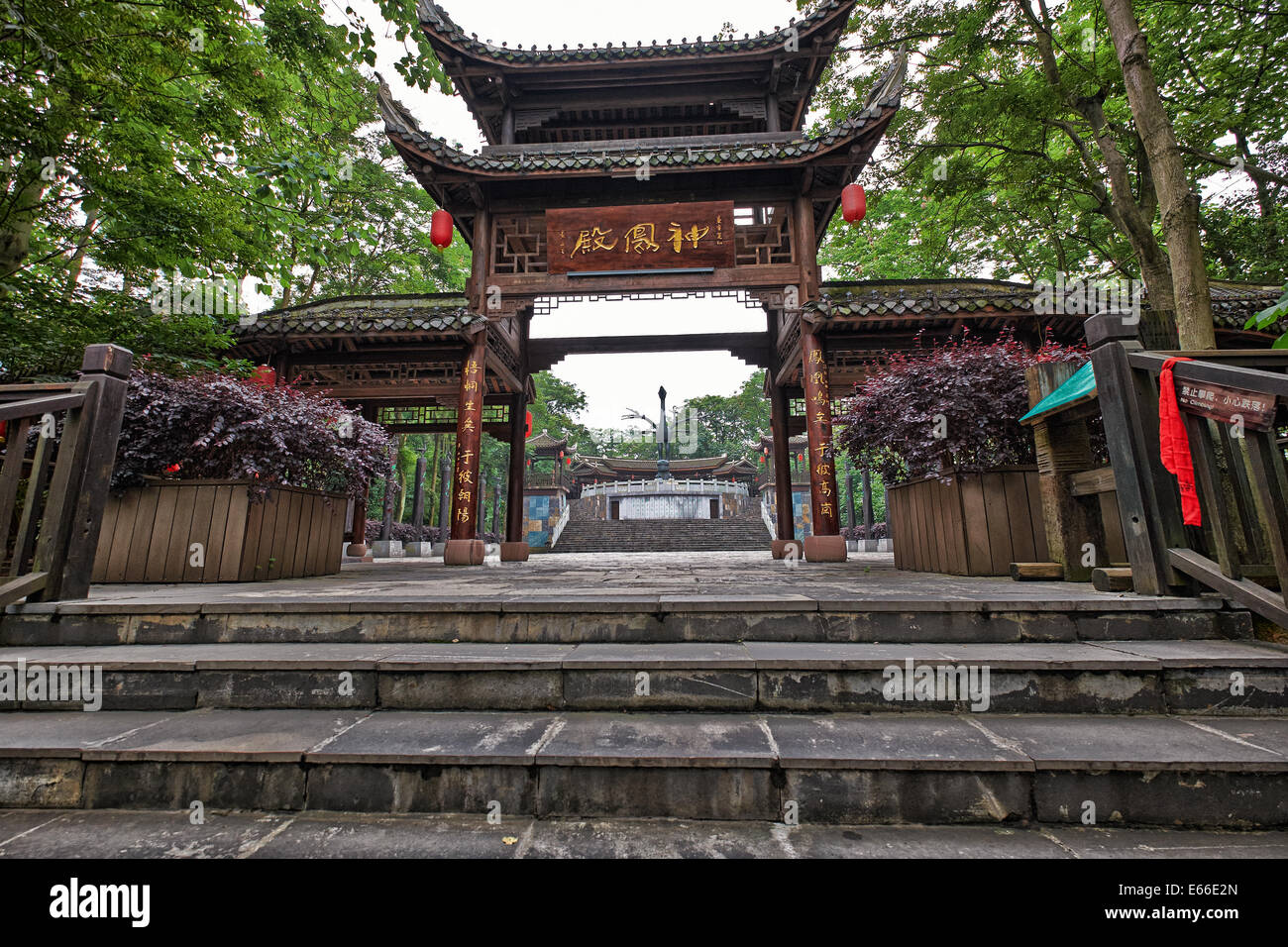 Chinese phoenix tree hi-res stock photography and images - Alamy