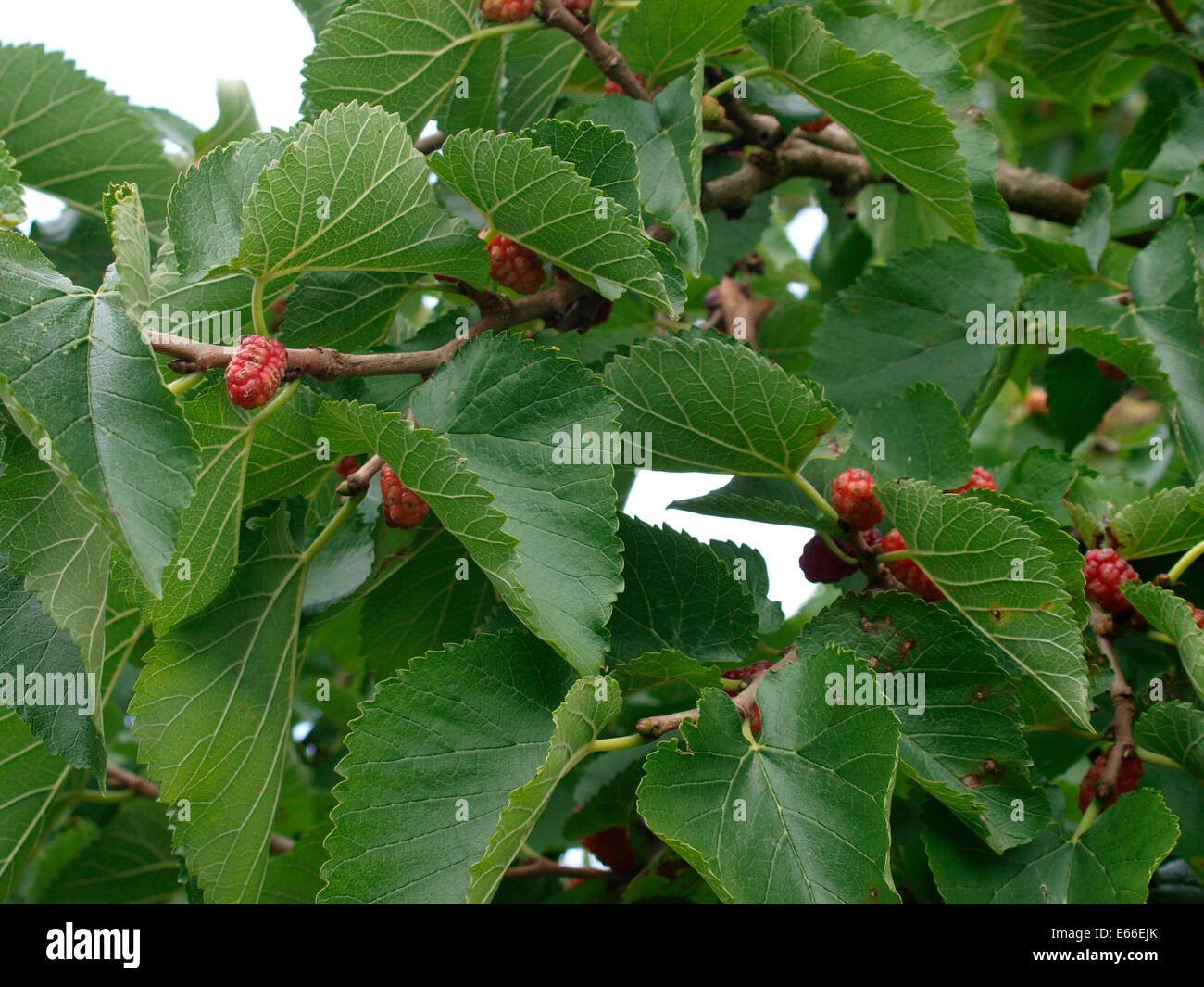 Moraceae hi-res stock photography and images - Alamy
